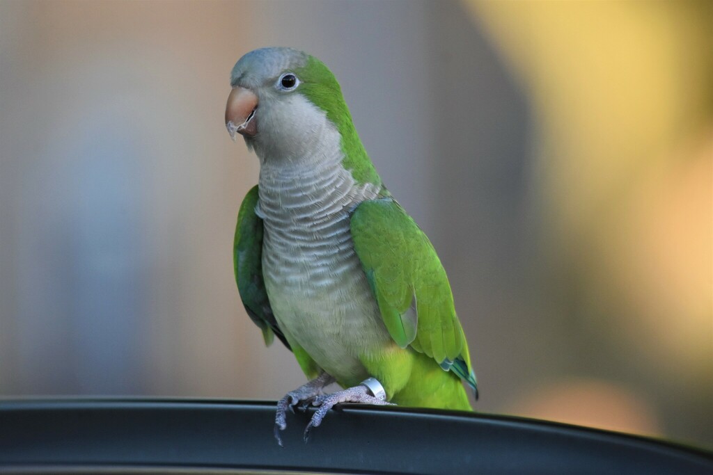 Monk Parakeet from Dunning, Chicago, IL, USA on June 30, 2022 at 07:25 ...