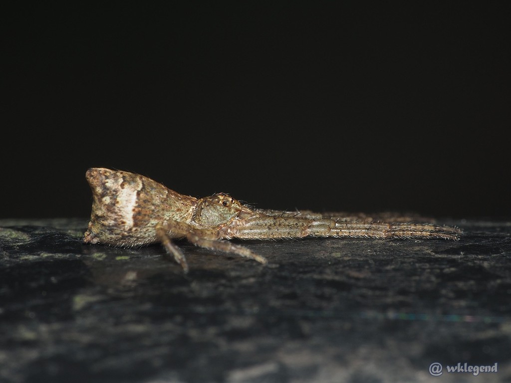 Tmarus taiwanus from Kwun Tong, HK on July 08, 2018 at 12:25 PM by ...