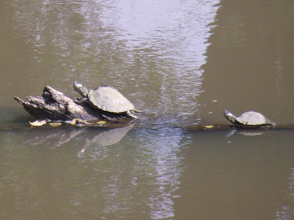 Pascagoula Map Turtle in June 2022 by Joseph M. McGee · iNaturalist
