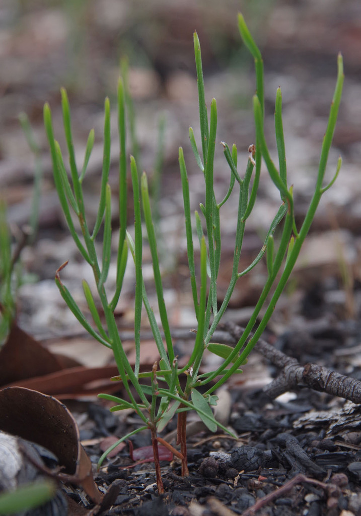 Jacksonia thesioides from Irvinebank QLD 4887, Australia on May 22 ...