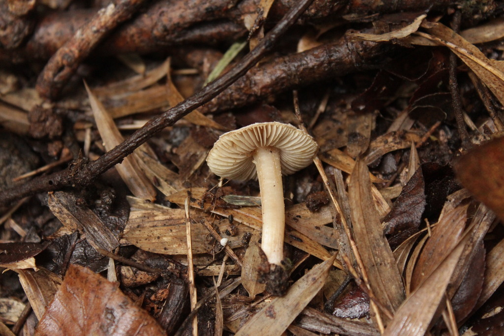 Fiber Caps from Cauquenes, Maule, Chile on June 30, 2022 at 04:28 PM by ...