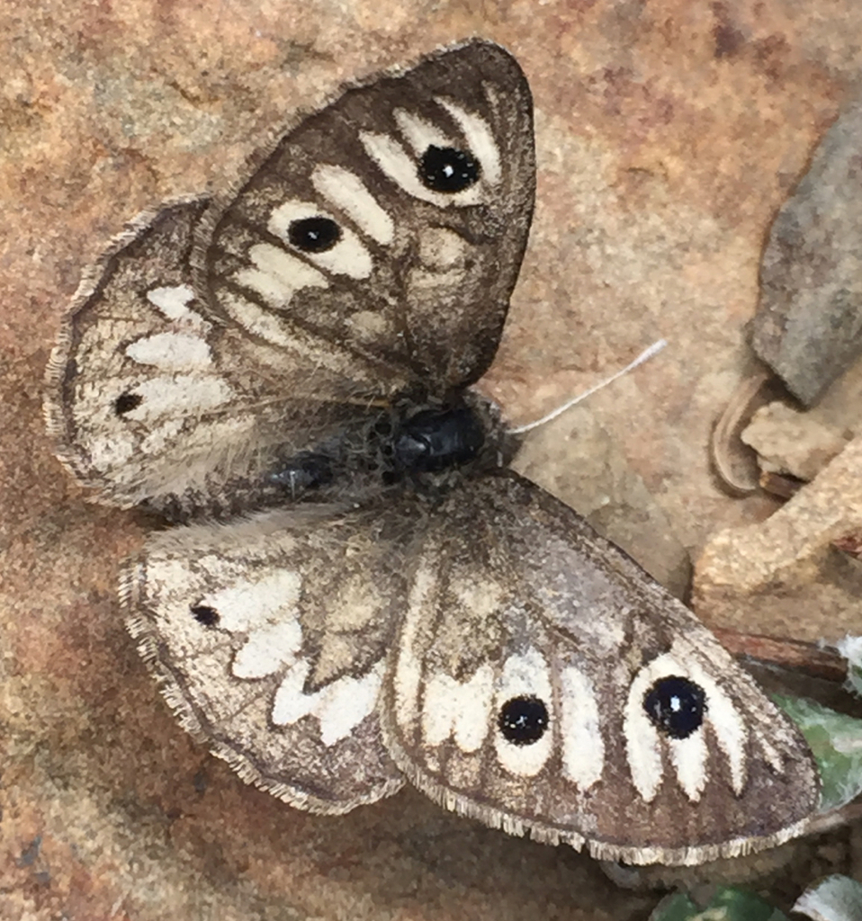 Ridings' satyr (Insects and Arachnids of Chatfield State Park ...