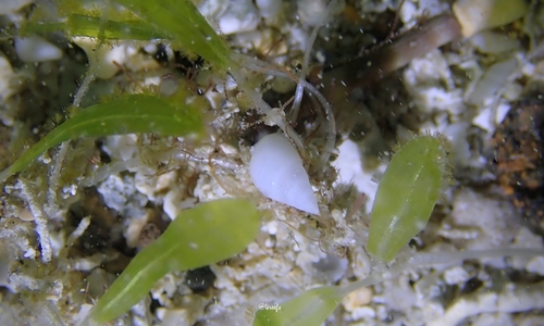 Planaxis suturalis · iNaturalist
