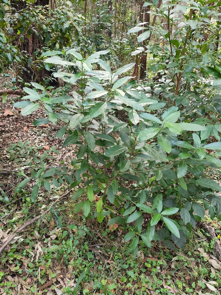Brittlewood (Claoxylon australe) - Botanical Realm
