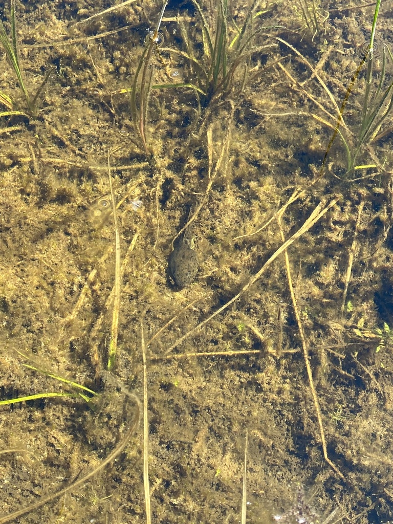 American Bullfrog from Michigan, US on June 23, 2022 at 03:14 PM by ...