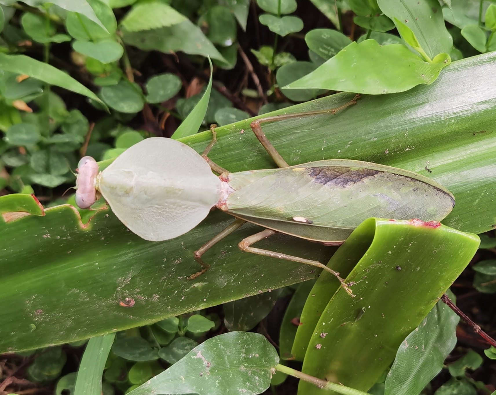 Rhombodera latipronotum Zhang