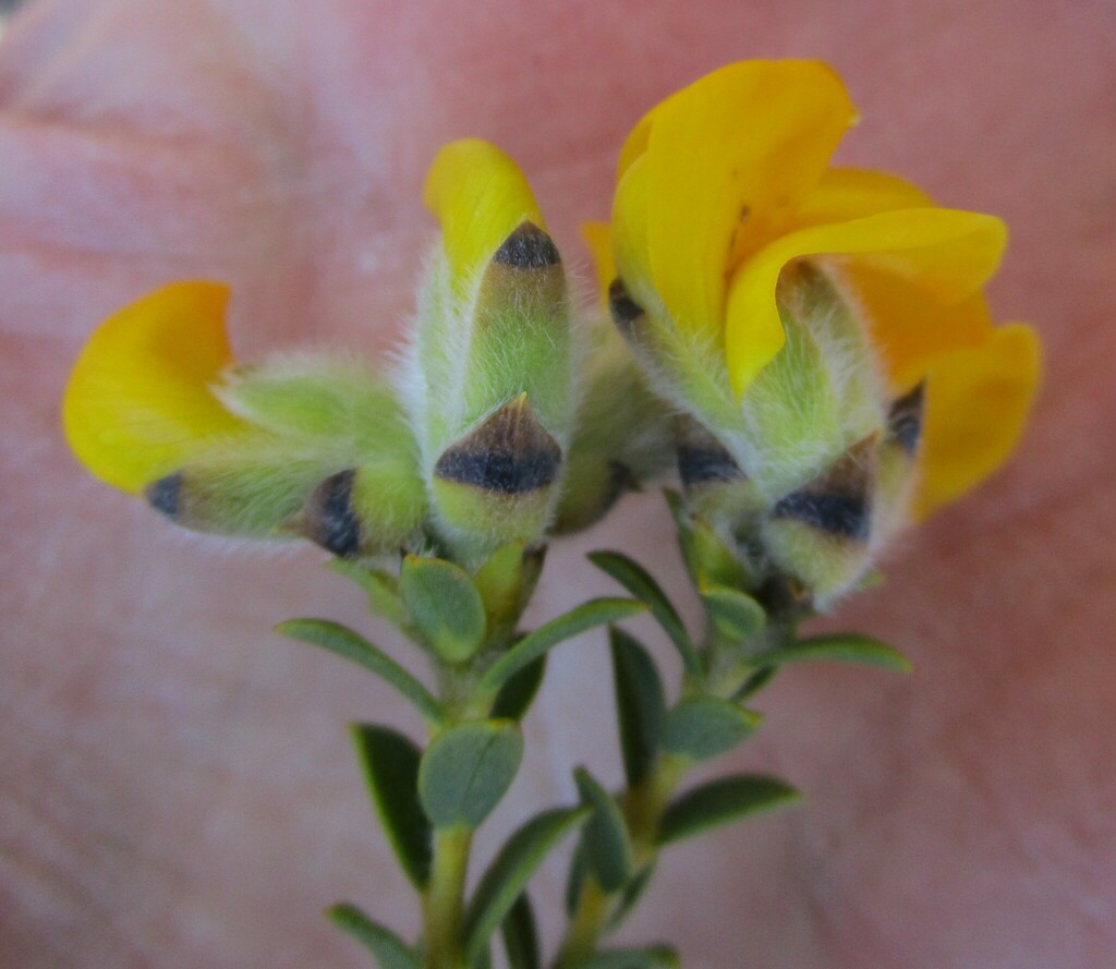 Liparia congesta from Cederberg, Above Wolfberg Cracks, West Coast DC ...
