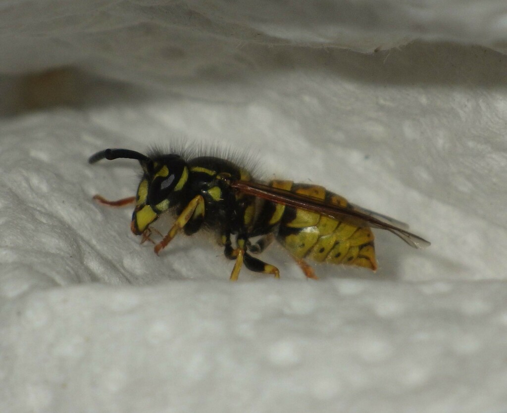Common European Yellowjacket from 06230 Villefranche-sur-Mer ...