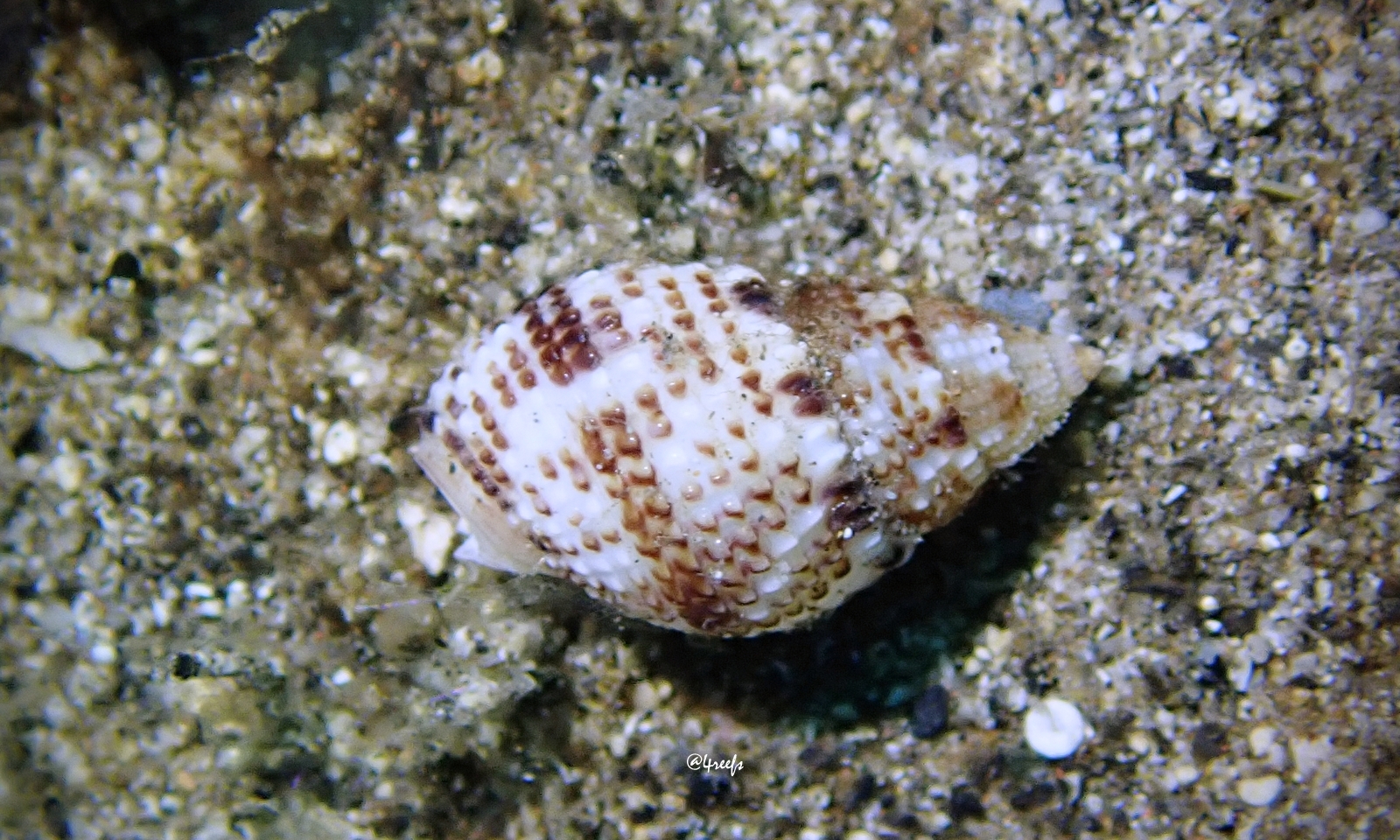 Nassarius splendidulus (Dunker, 1846)