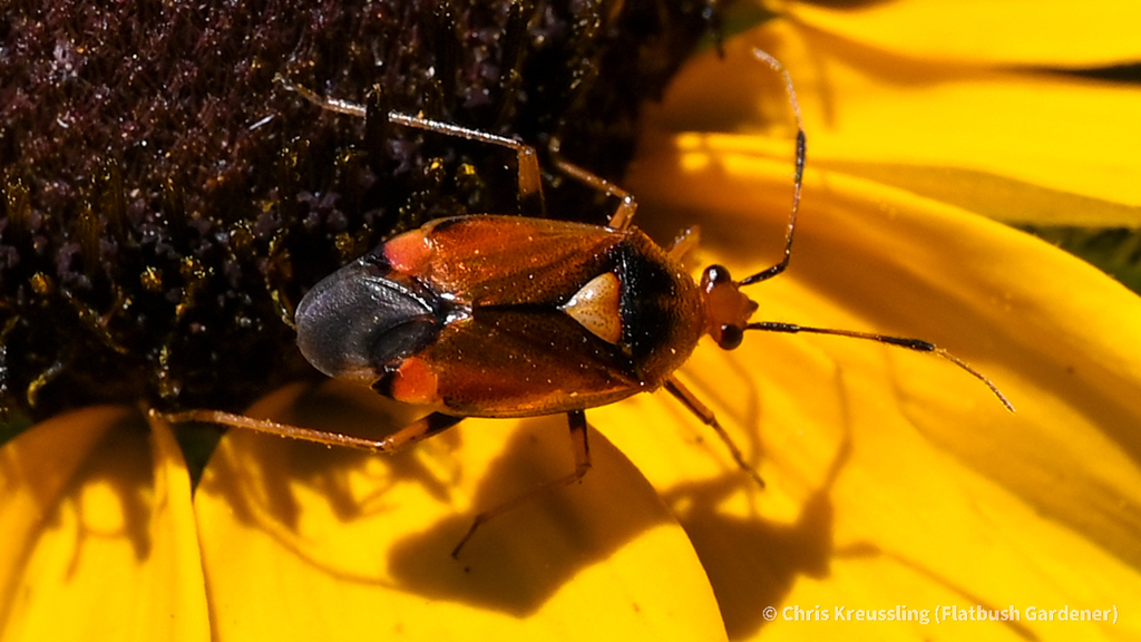 red-spotted plant bug from Marine Park, New York, United States on June ...