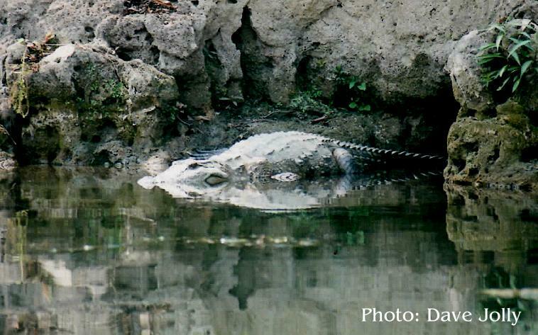 Mugger Crocodile in August 2001 by earthquest_canada · iNaturalist