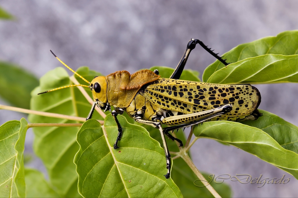 Frailcecillo (Catálogo de observaciones ) · iNaturalist
