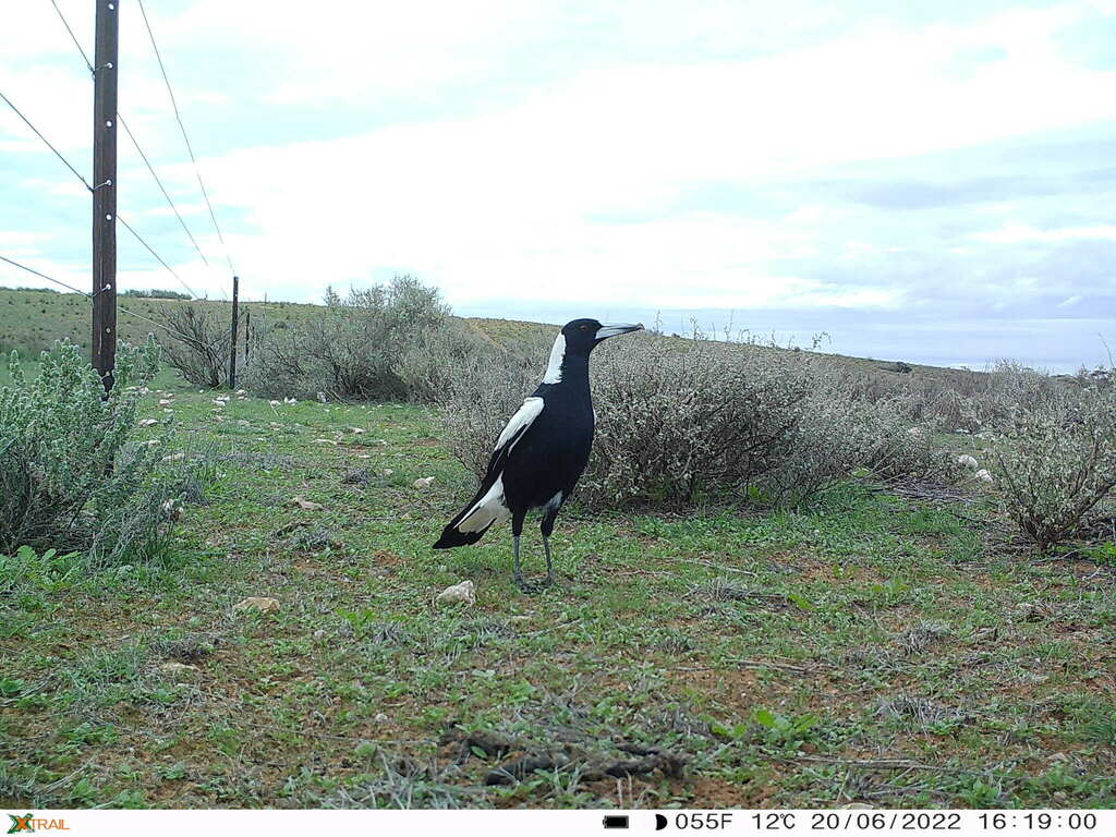 Australian Magpie from 30km E by N of Swan Reach, S. AUST on June 20 ...