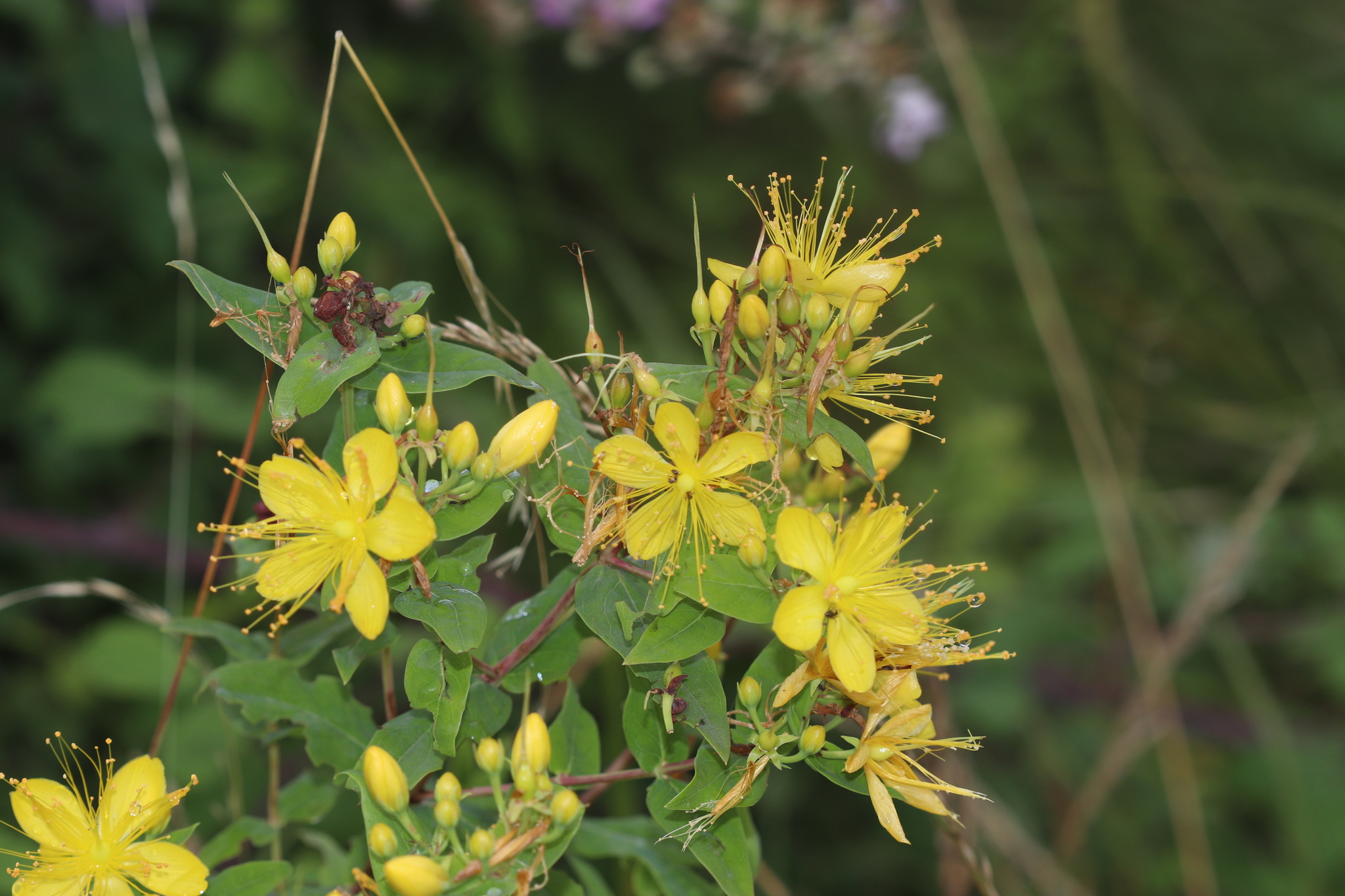 Hypericum hircinum L.
