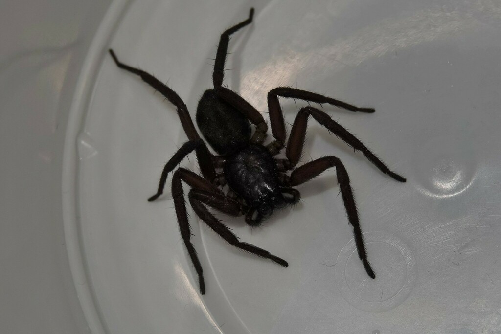 Scorpion Flat Spiders from Black Range NSW 2550, Australia on June 18 ...