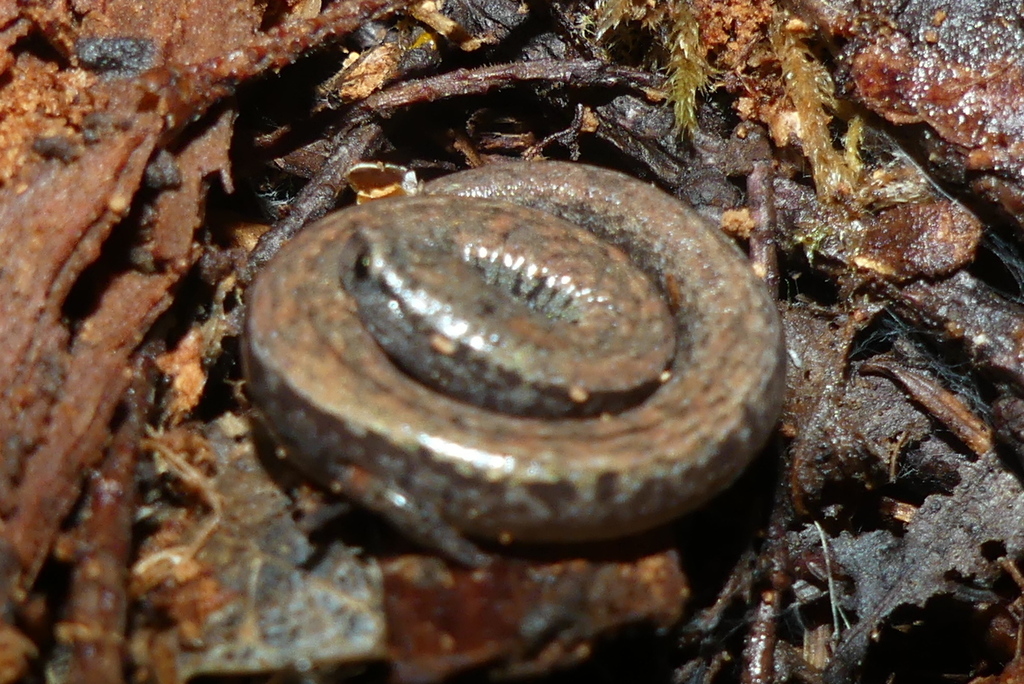 California Slender Salamander in June 2022 by Jonathan Hakim · iNaturalist