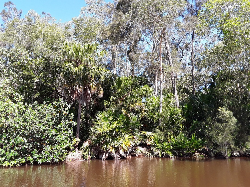 Ribbon Fan Palm from Como QLD 4571, Australia on November 29, 2018 at ...