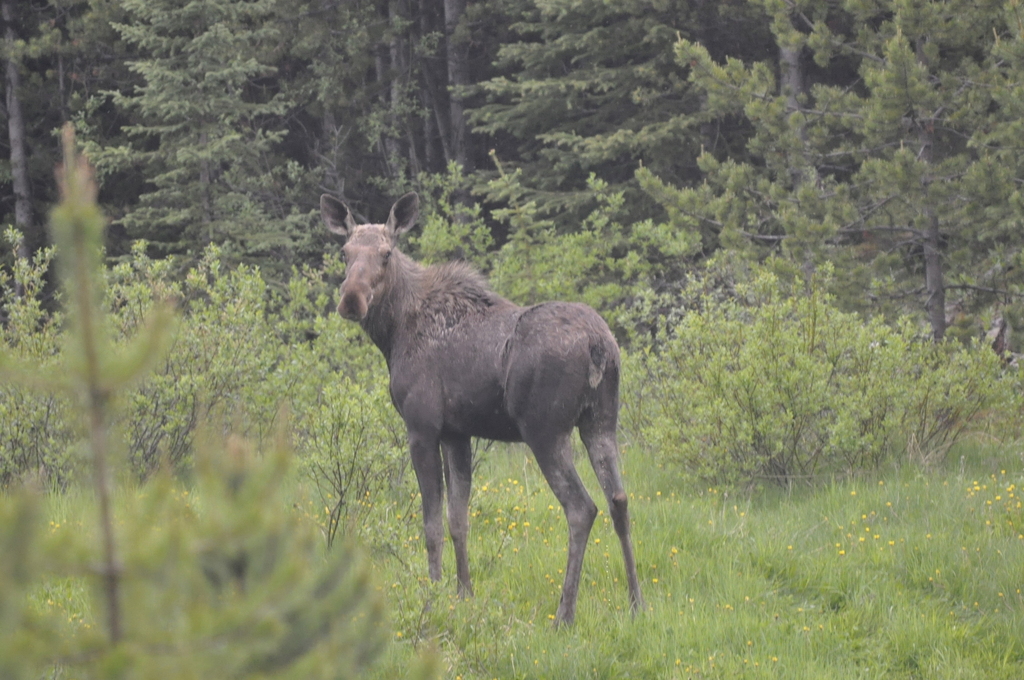 Northwestern Moose from Bulkley-Nechako, BC, Canada on June 30, 2022 at ...