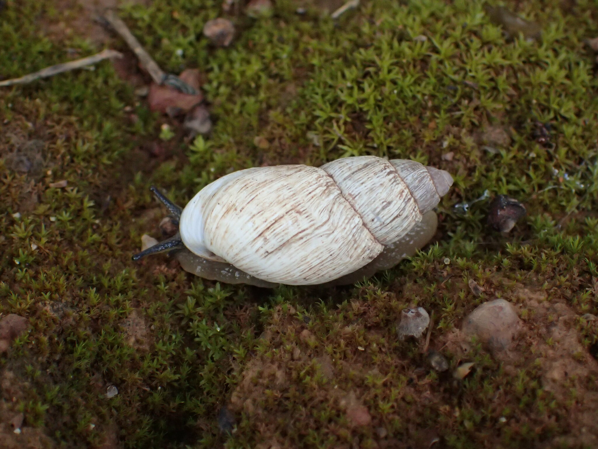 Bothriembryon leeuwinensis (E.A.Smith, 1894)