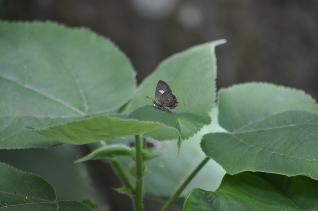 Horaga albimacula from 網球場 on July 01, 2022 at 01:22 PM by 彭啟賢 ...