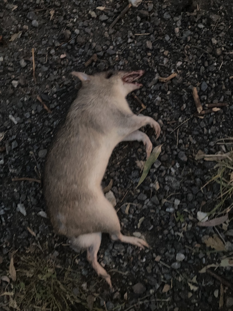 Long-nosed Bandicoot from Bielby road Kenmore hills on June 30, 2022 by ...