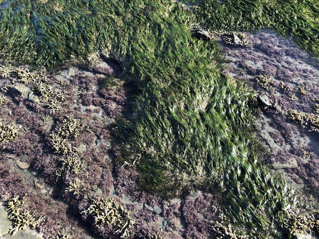 Dwarf Grass-wrack from Pacific Ocean, Wellington, NZ on July 01, 2022 ...