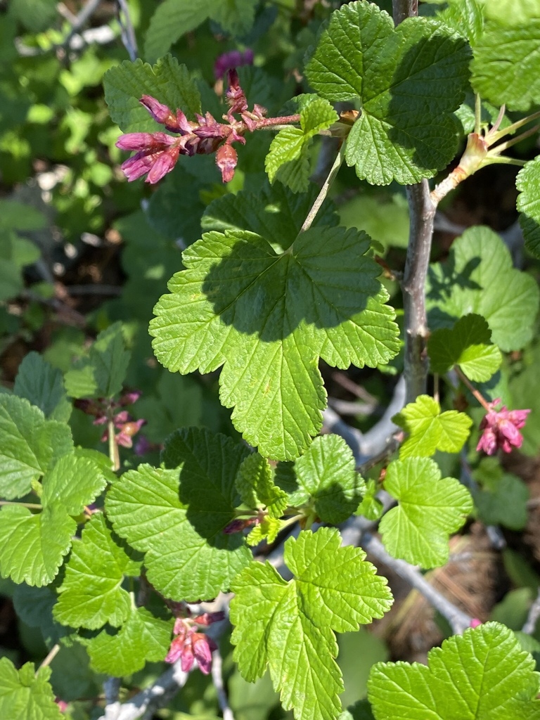 mountain pink currant from Tahoe National Forest, Olympic Valley, CA ...