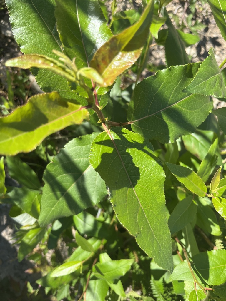 willow family from Ruth St, Lyons, OR, US on June 30, 2022 at 09:18 AM ...