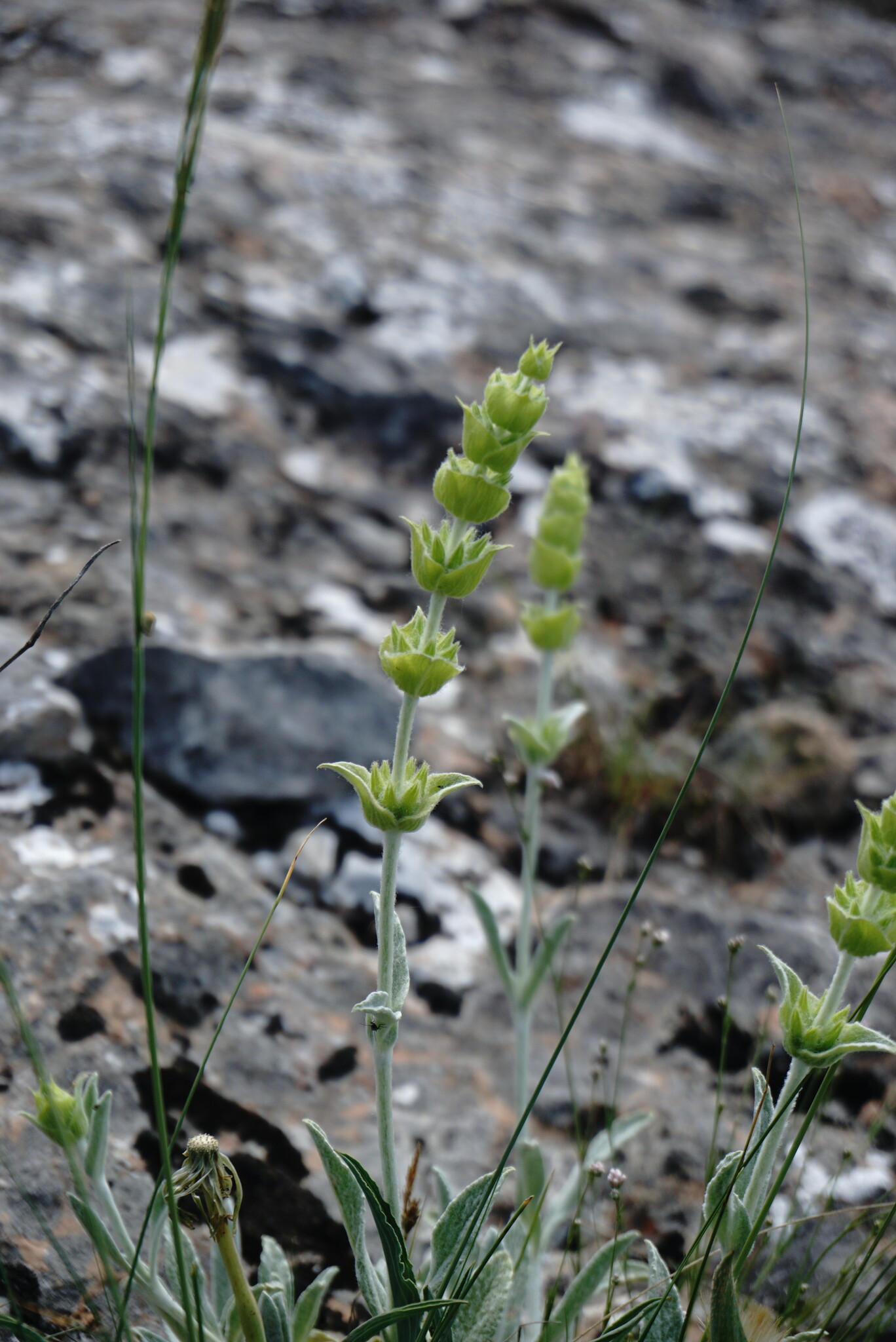 Sideritis taurica Stephan ex Willd.