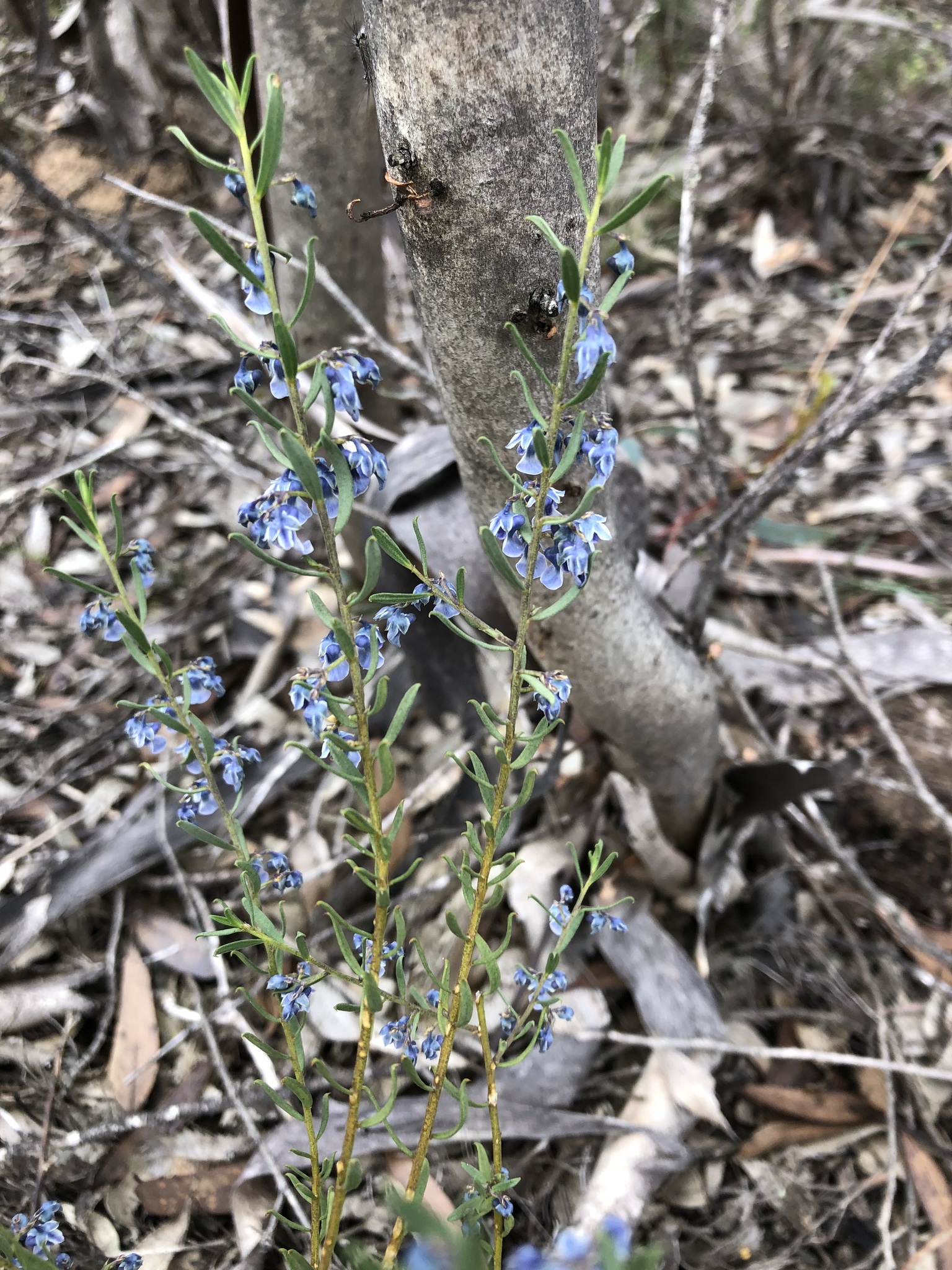 Pigea floribunda (Lindl.) Lindl.