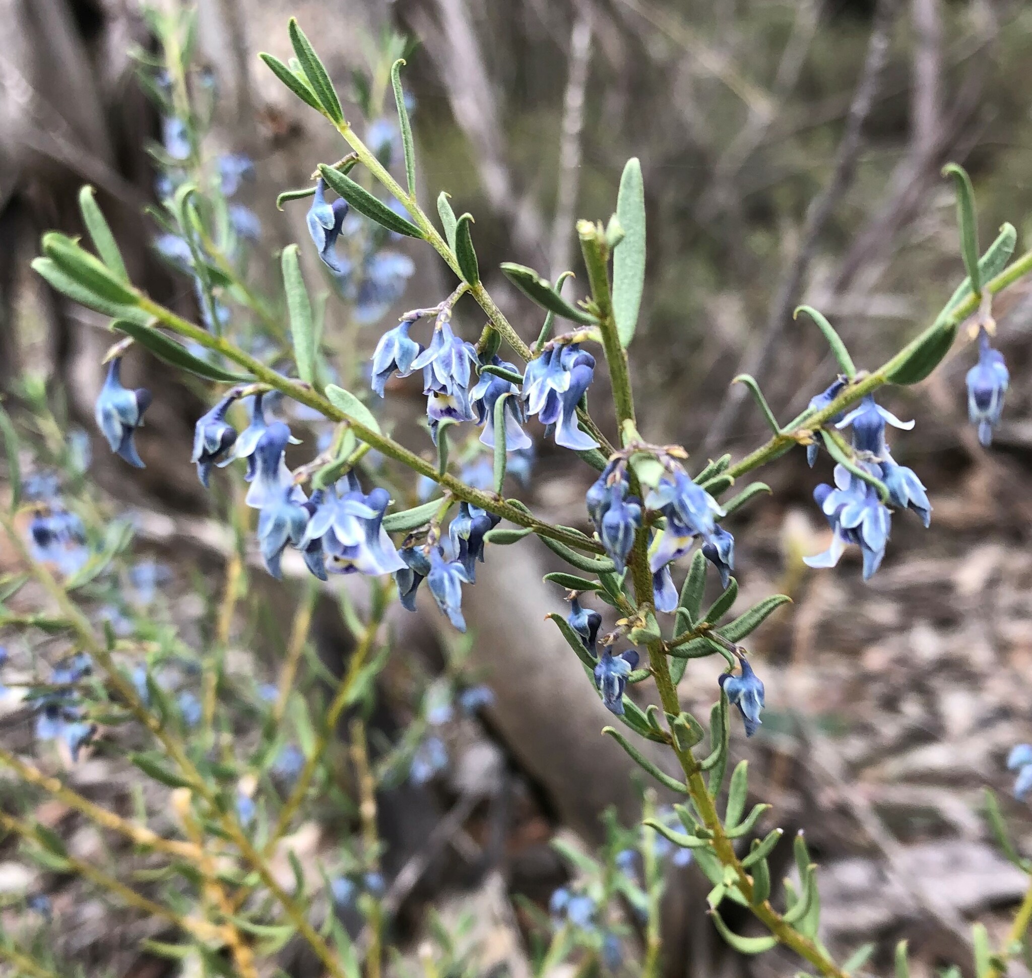 Pigea floribunda (Lindl.) Lindl.