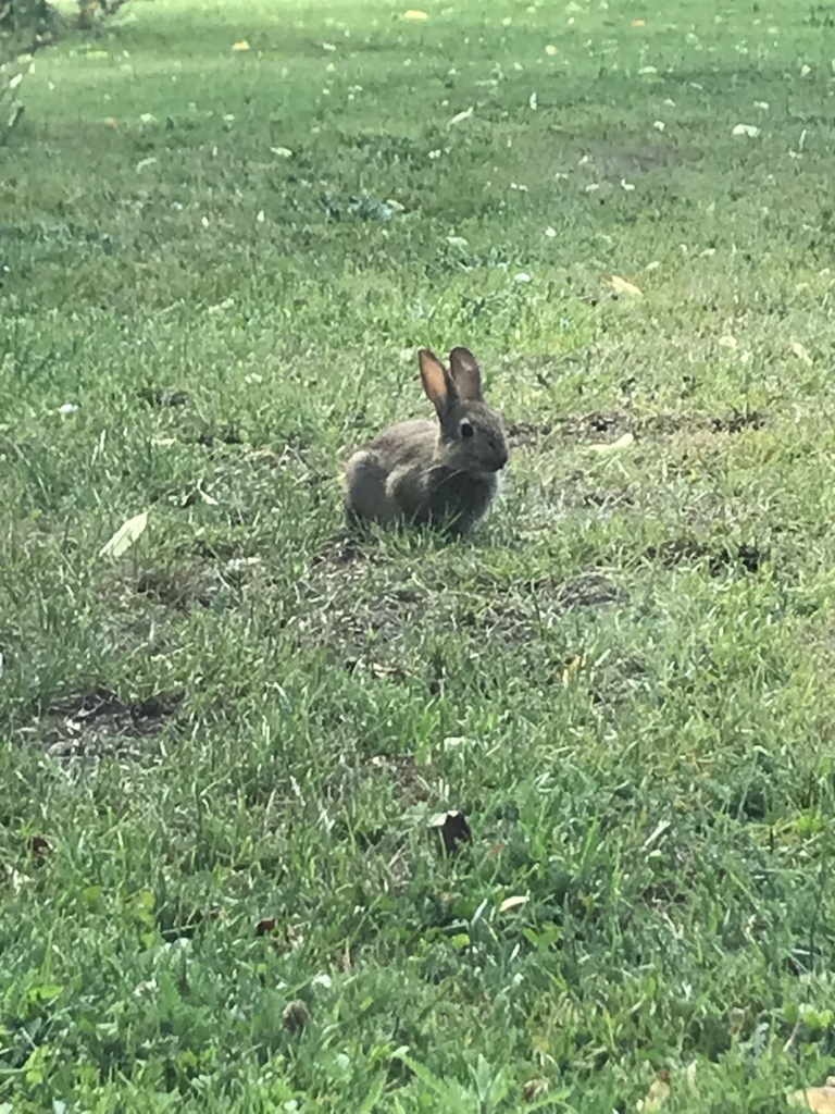European Rabbit from Rue du Hameau, Ajou, Haute-Normandie, FR on July ...