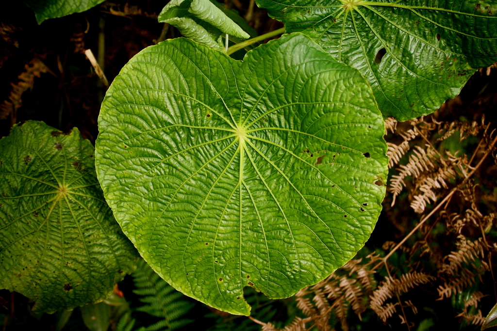 Piper peltatum (Flora do MUSA) · iNaturalist