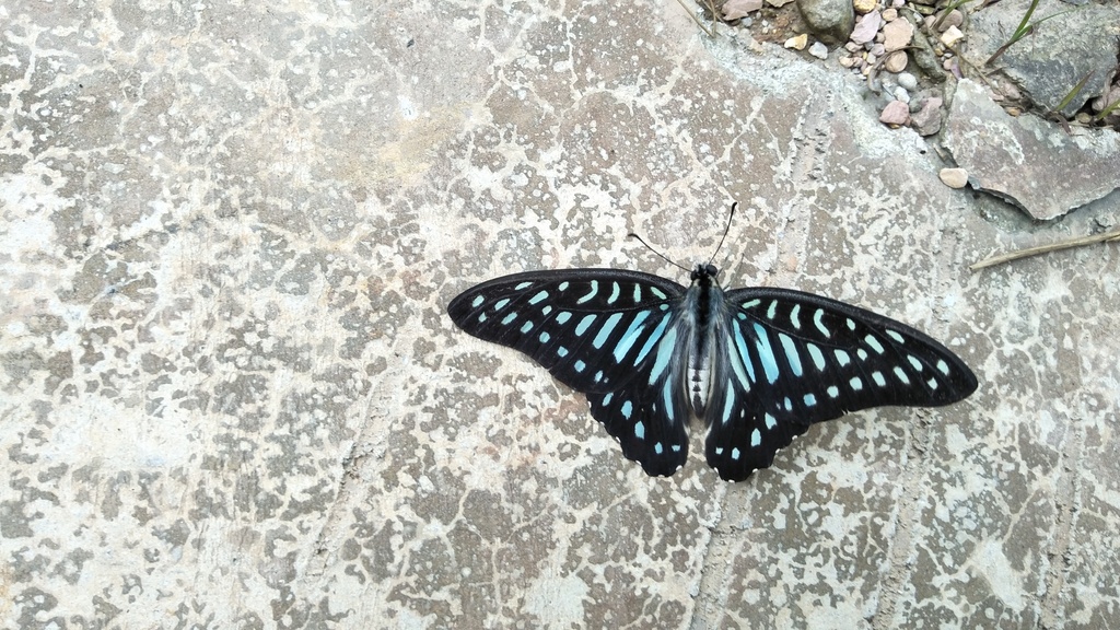 Graphium leechi from 中国贵州省黔东南苗族侗族自治州黎平县 on June 26, 2019 at 12:50 PM by 墨湖布清蛇 · iNaturalist
