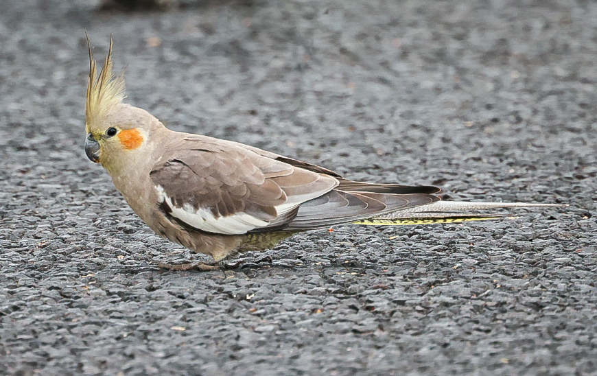 Cockatiel from Moree NSW 2400, Australia on July 01, 2022 at 10:09 AM ...