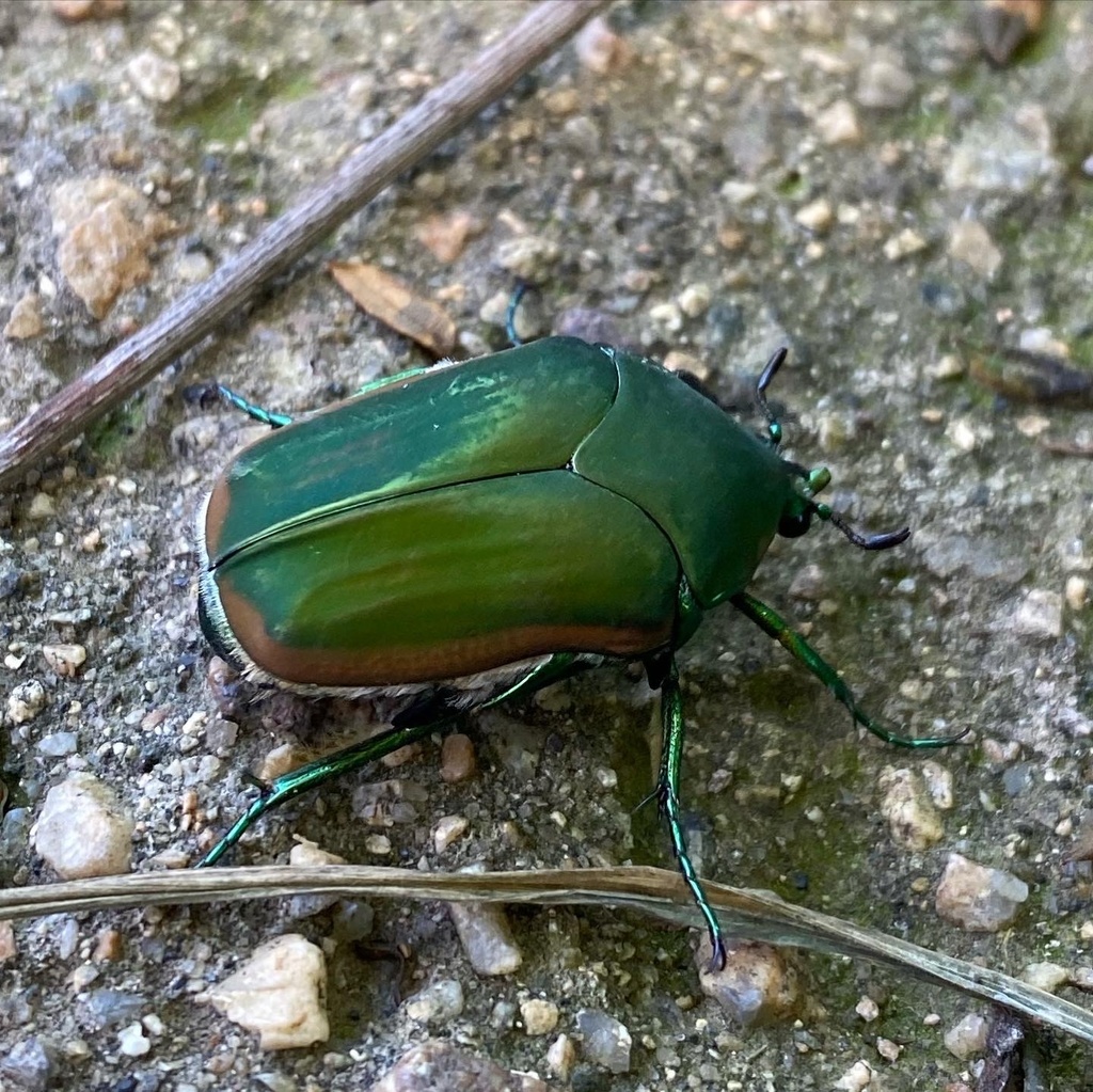 Figeater Beetle from Calle la Paz, Pueblo San Andrés Huayápam, OAX, MX ...