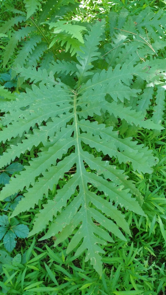 sensitive fern from Finksburg, MD 21048, USA on July 07, 2018 at 10:49 ...