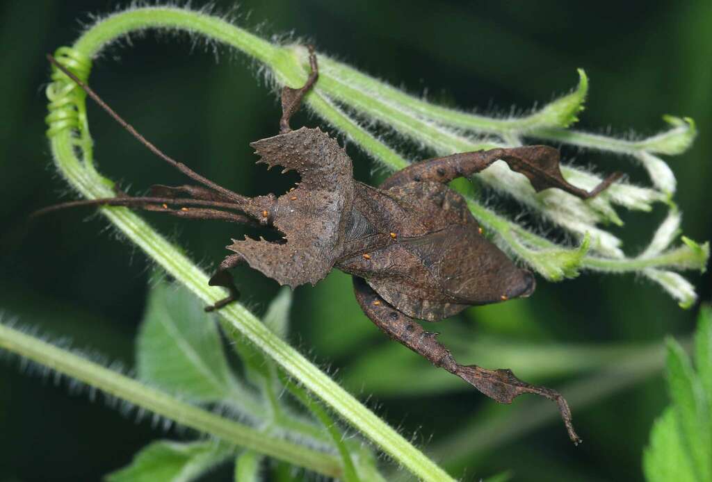 Derepteryx sinensis from 中国重庆市巫溪县 on June 21, 2022 at 02:46 PM by ...