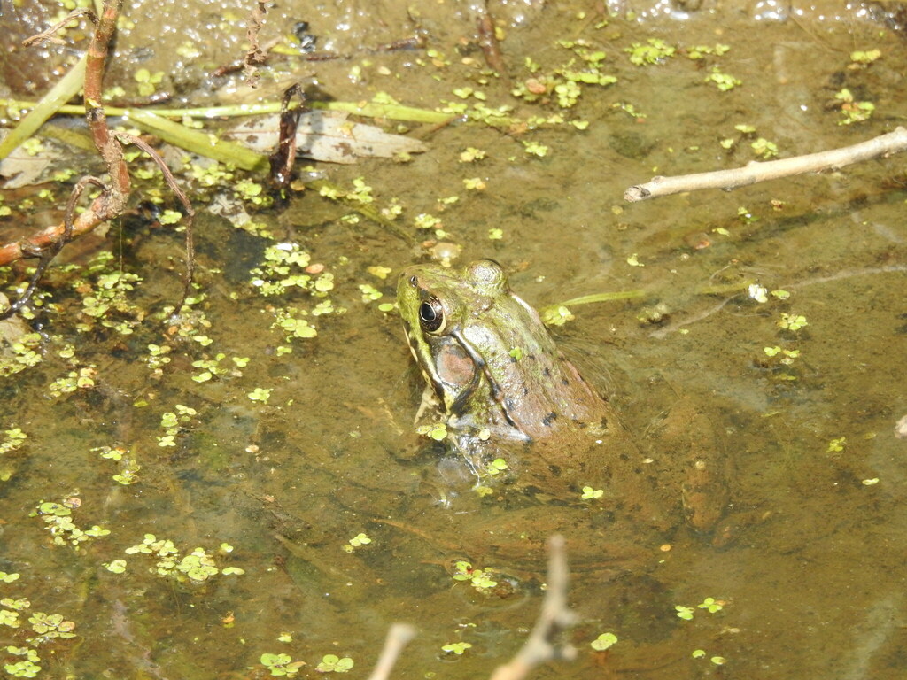 Green Frog from Wayne County, OH, USA on June 25, 2022 at 11:56 AM by ...