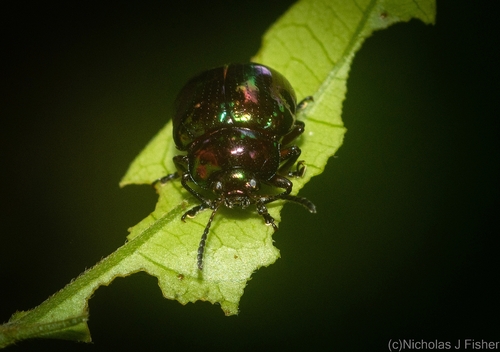 Calomela fugitiva · iNaturalist