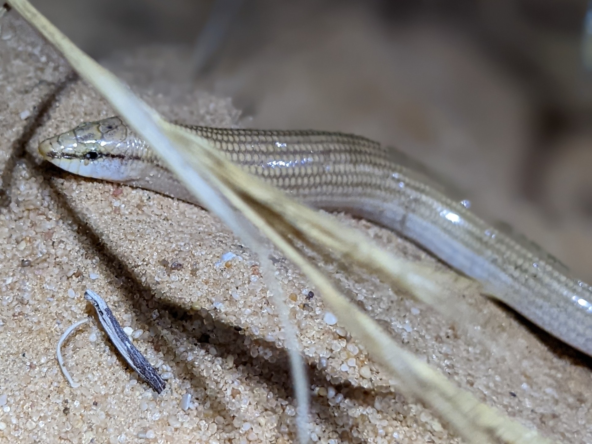 Chalcides sepsoides (Audouin, 1829)