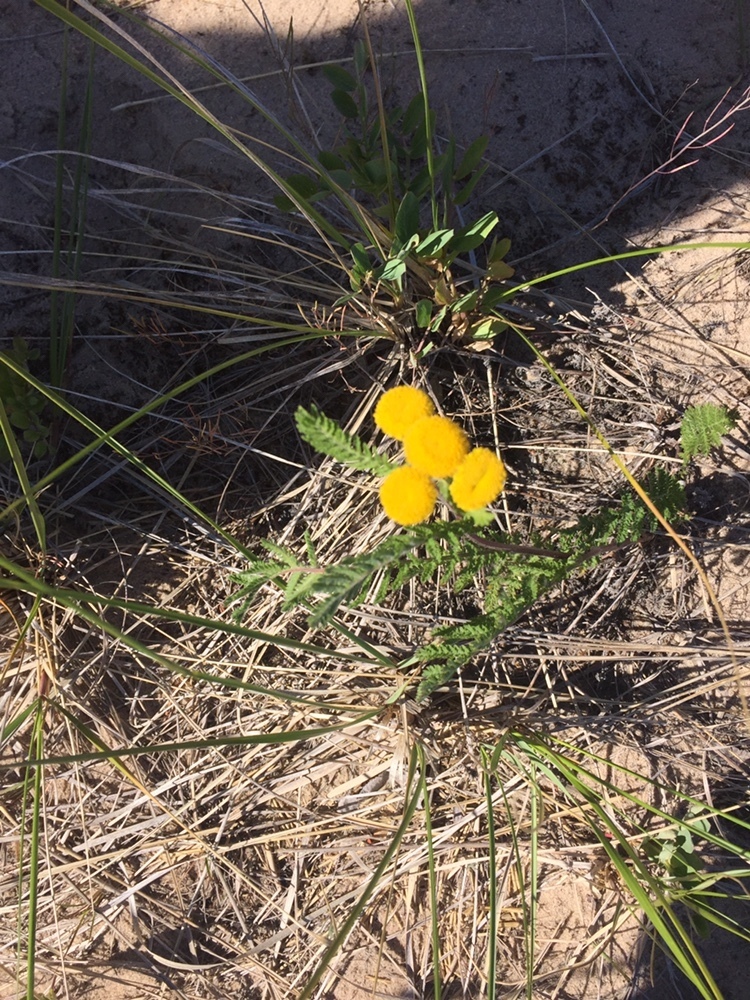 Lake Huron Tansy from Duncan Bay, Benton Township, MI, US on June 29 ...