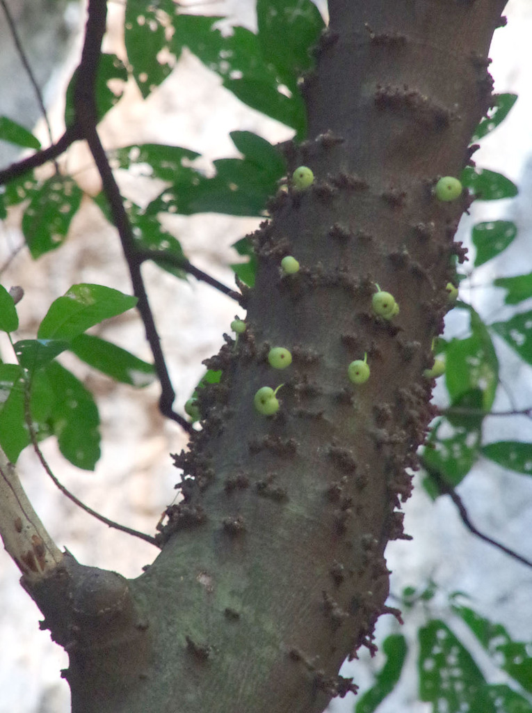 Ficus copiosa from Chillagoe QLD 4871, Australia on May 29, 2019 at 03: ...