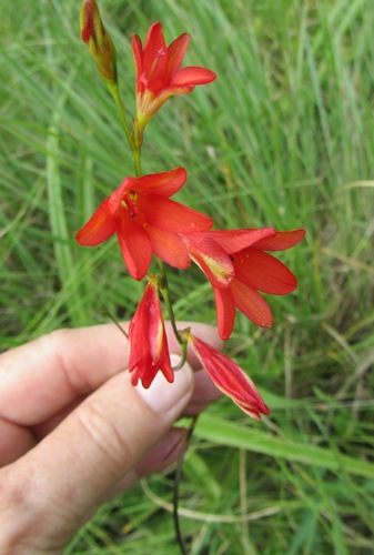 Red Triton (Tritonia disticha) · iNaturalist
