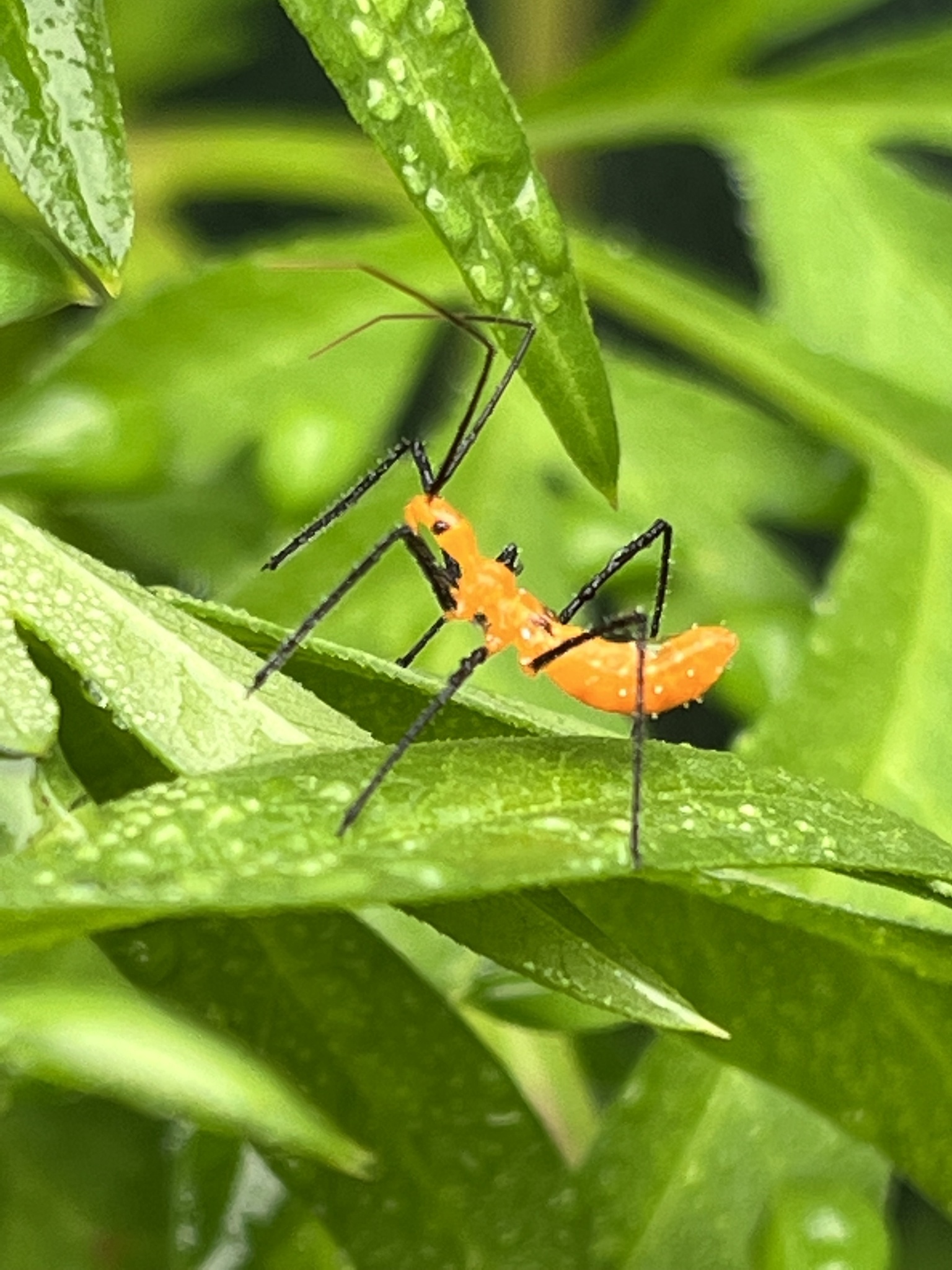 Orange found in northern Georgia. : r/whatsthisbug