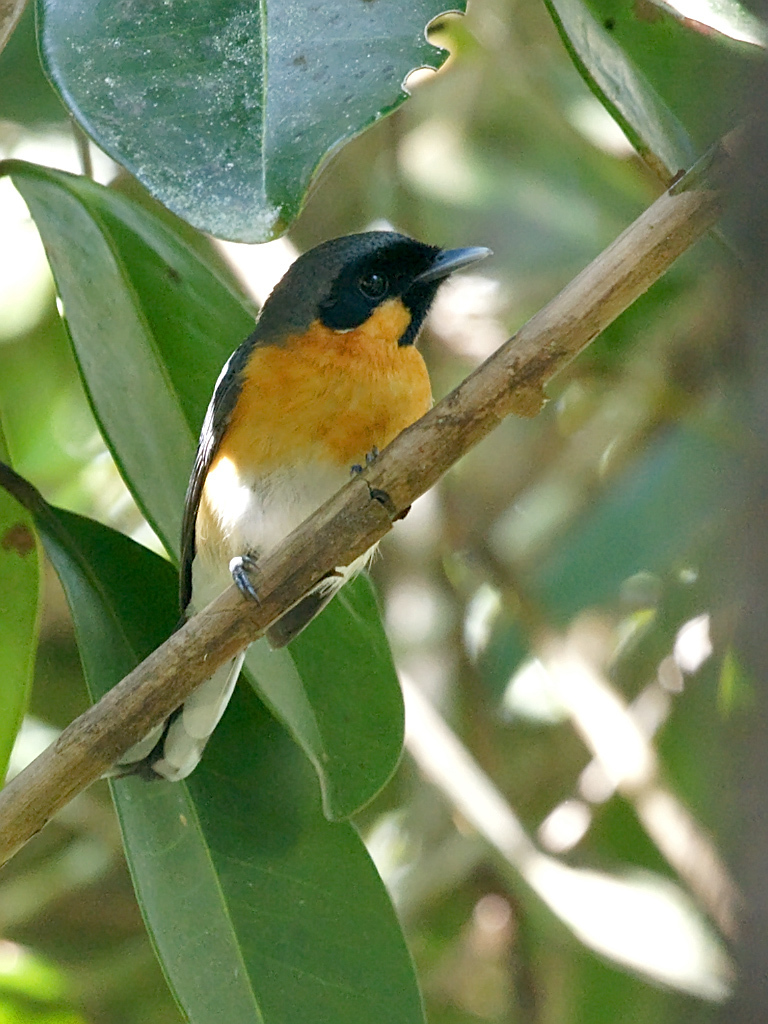 Spectacled Monarch (Monarcha trivirgatus) (Birds of the Sunshine Coast ...