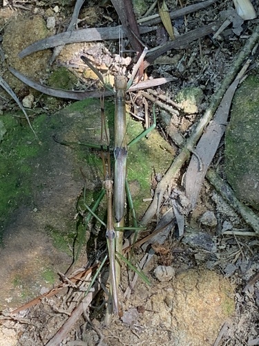 Sinophasma truncatum · iNaturalist