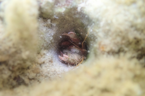 Genus Neaxius · iNaturalist