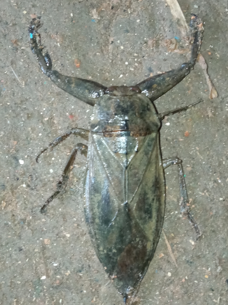 Oriental Giant Water Bug from Kawkareik on June 28, 2022 at 09:57 AM by ...