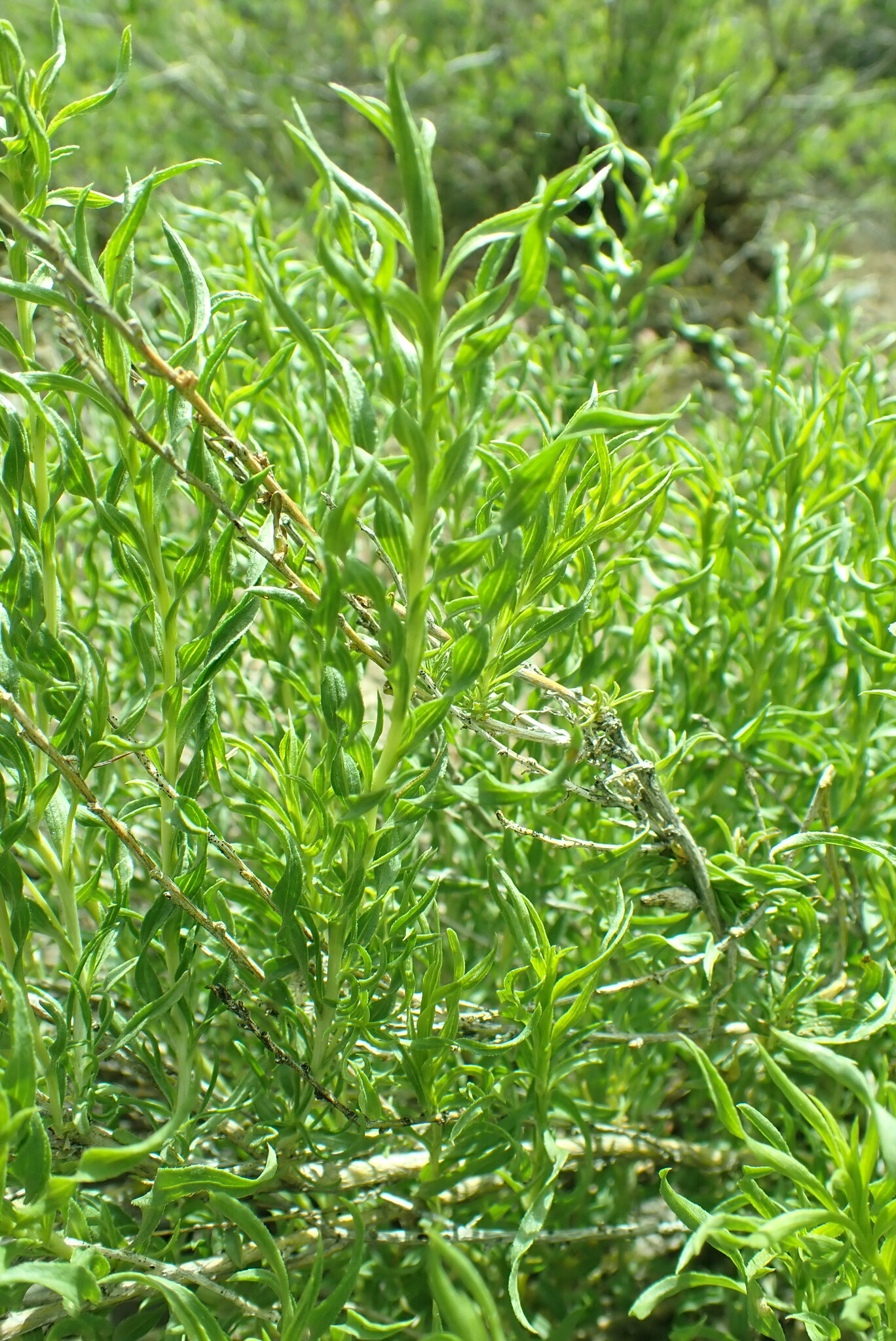 Chrysothamnus viscidiflorus subsp. viscidiflorus